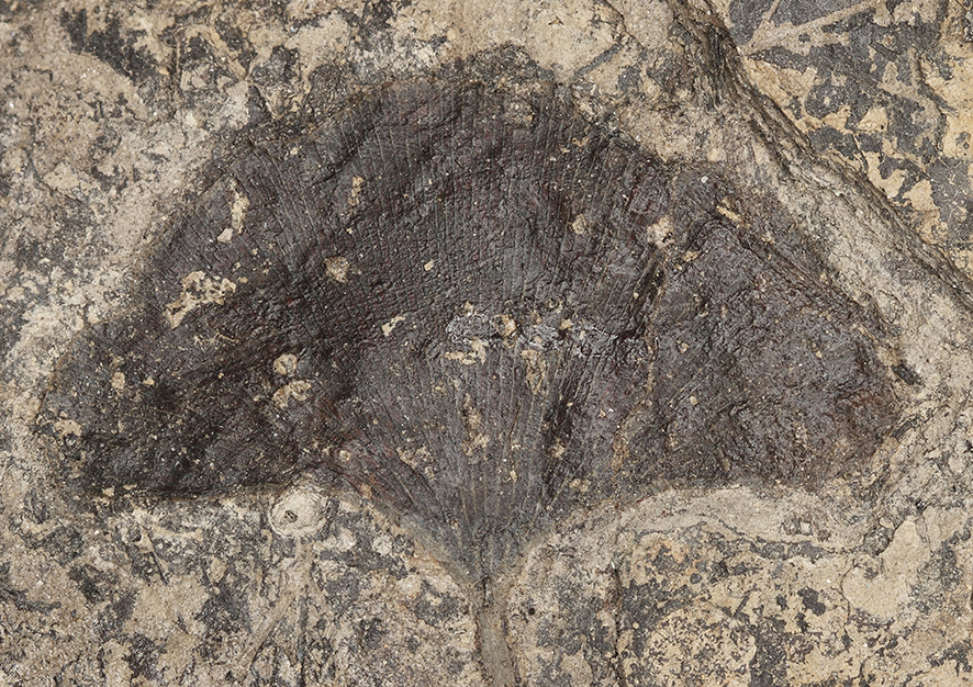 Ein lebendes Fossil, Mysterienkulte und üppige Tafelfreuden